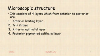 Anatomy of uveal tract- ophthalmology | PPTX