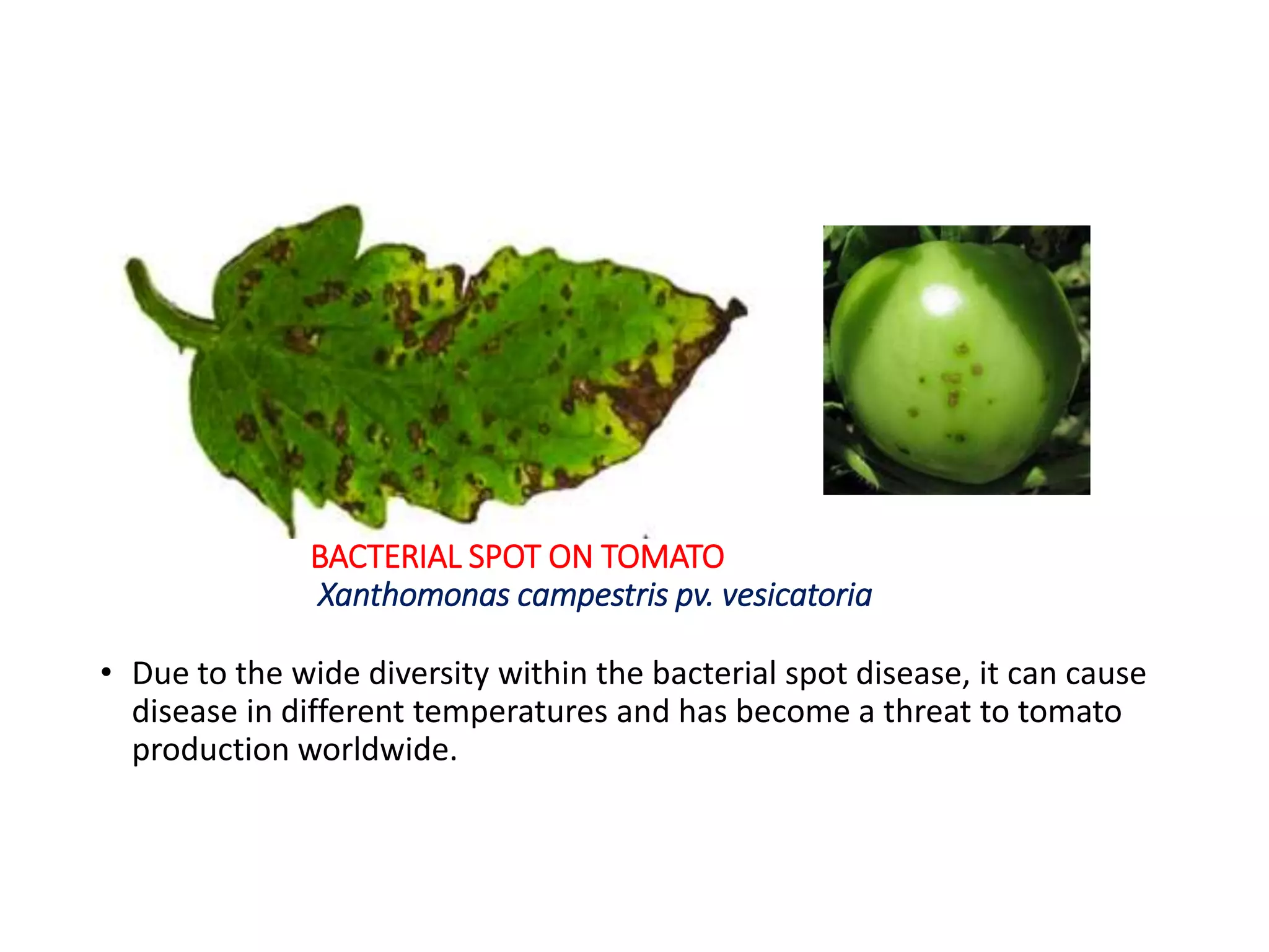 Diseases of vegetable and spice crops.pptx