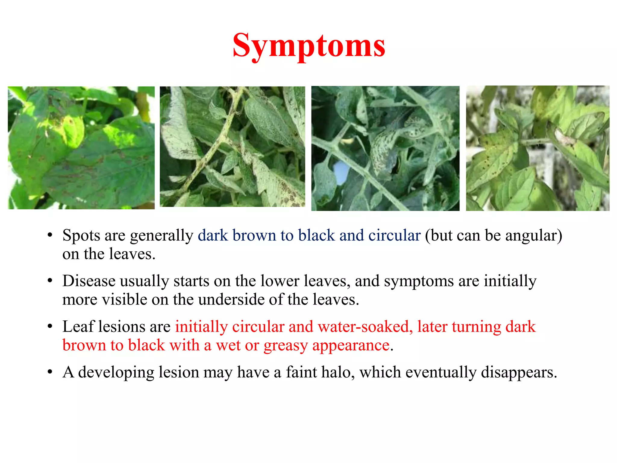 Diseases of vegetable and spice crops.pptx
