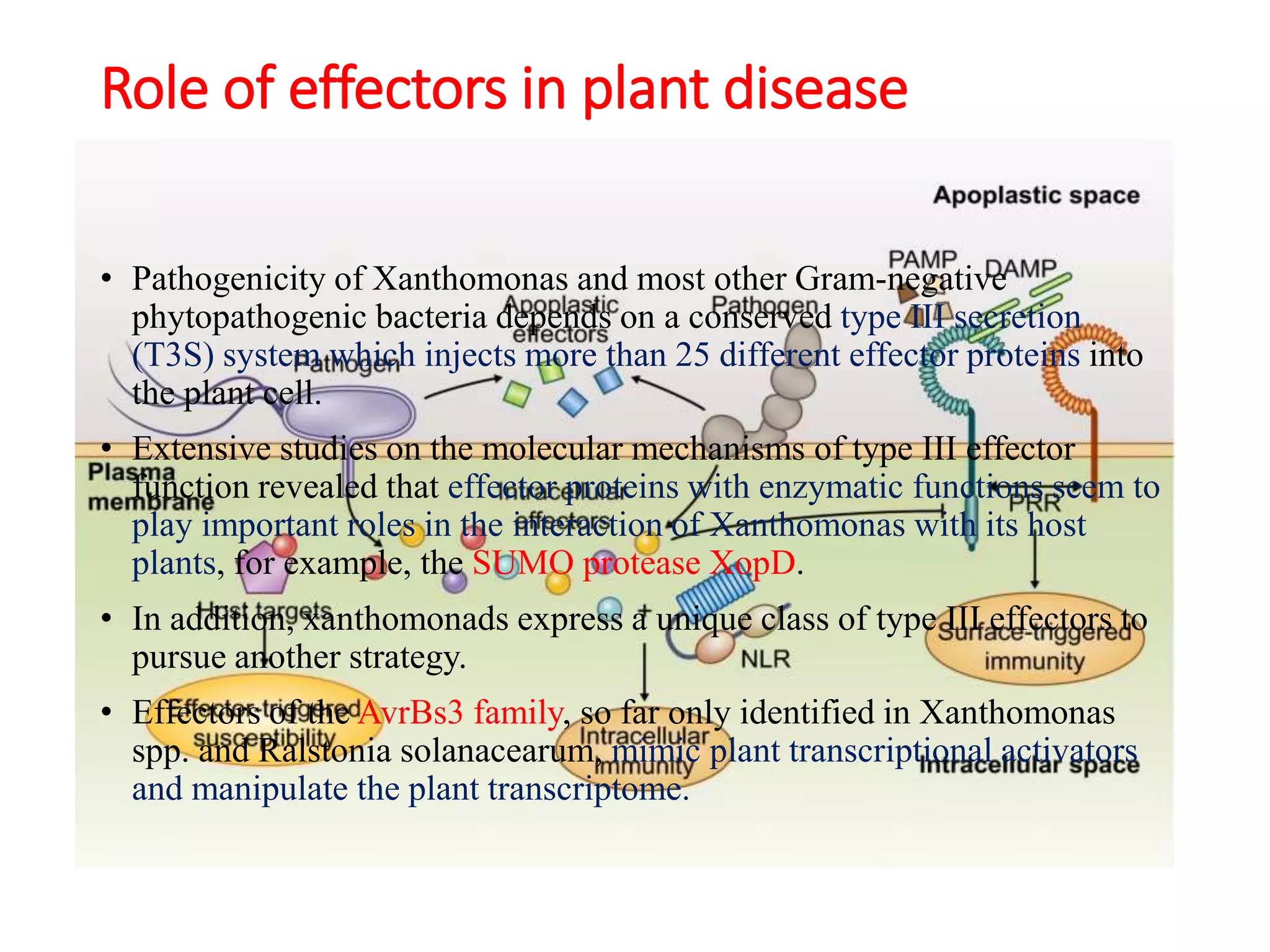 Diseases of vegetable and spice crops.pptx