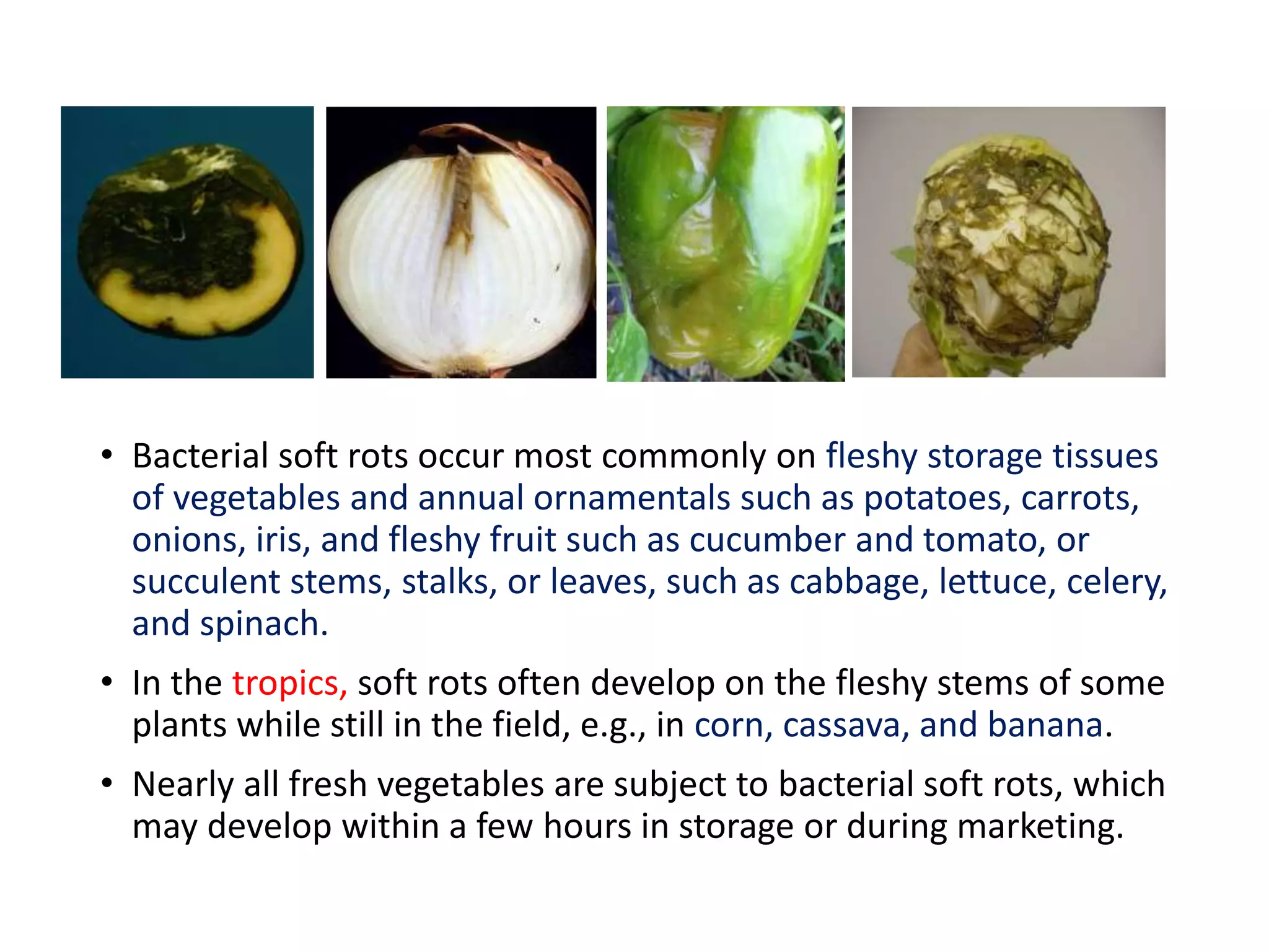 Diseases of vegetable and spice crops.pptx