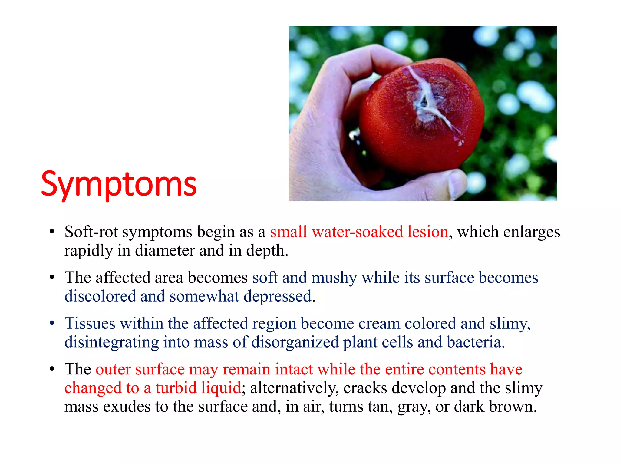 Diseases of vegetable and spice crops.pptx