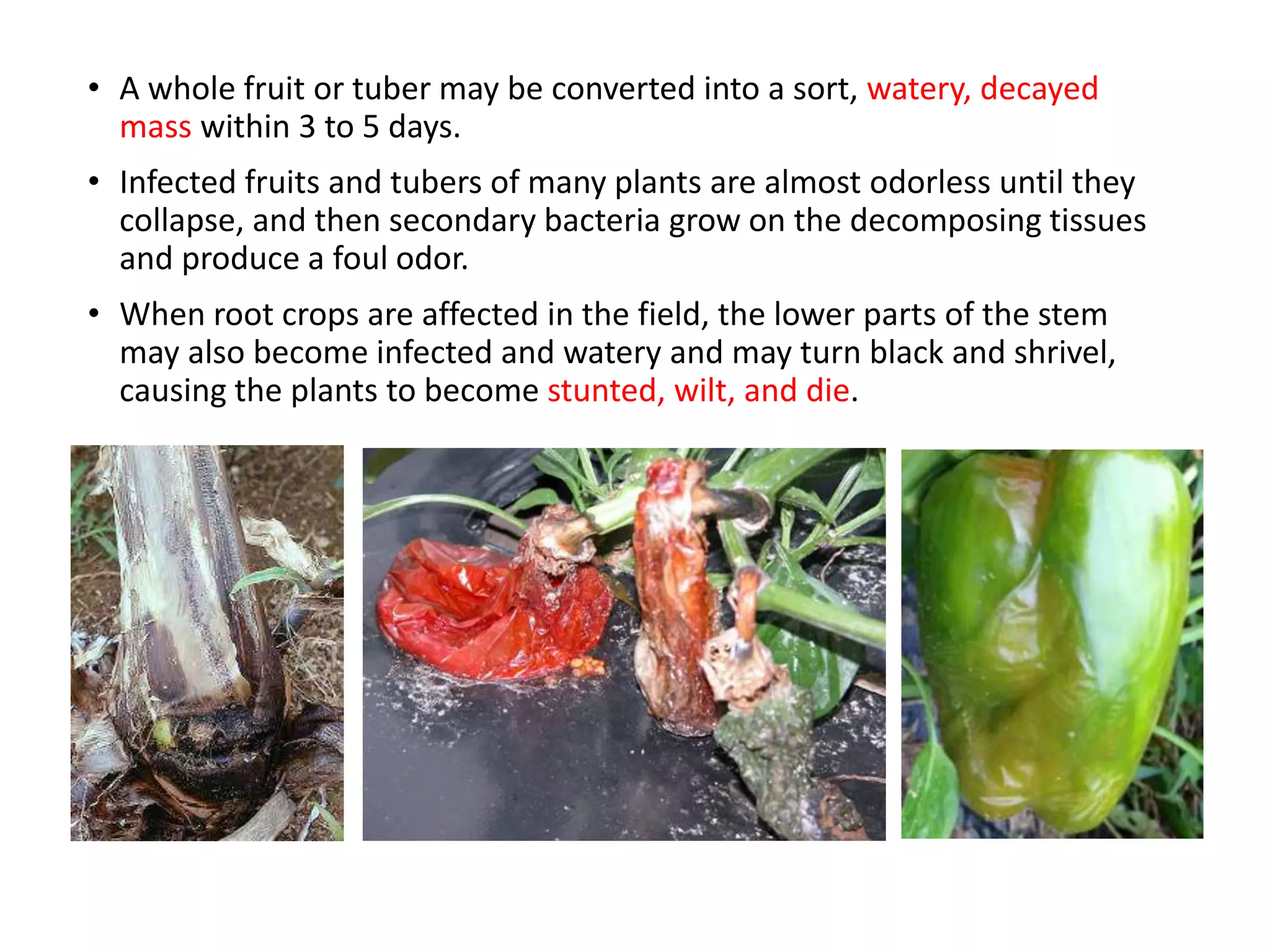 Diseases of vegetable and spice crops.pptx