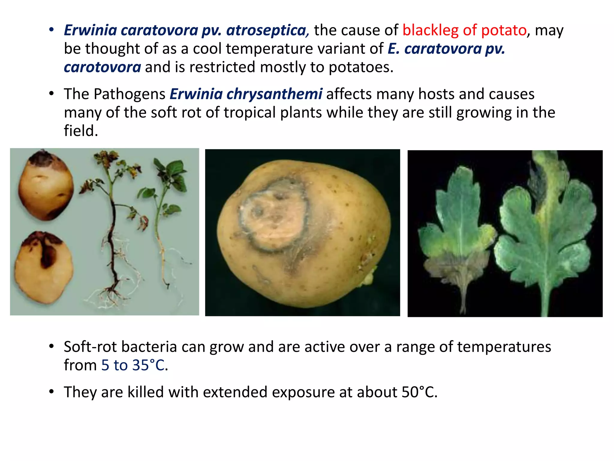 Diseases of vegetable and spice crops.pptx