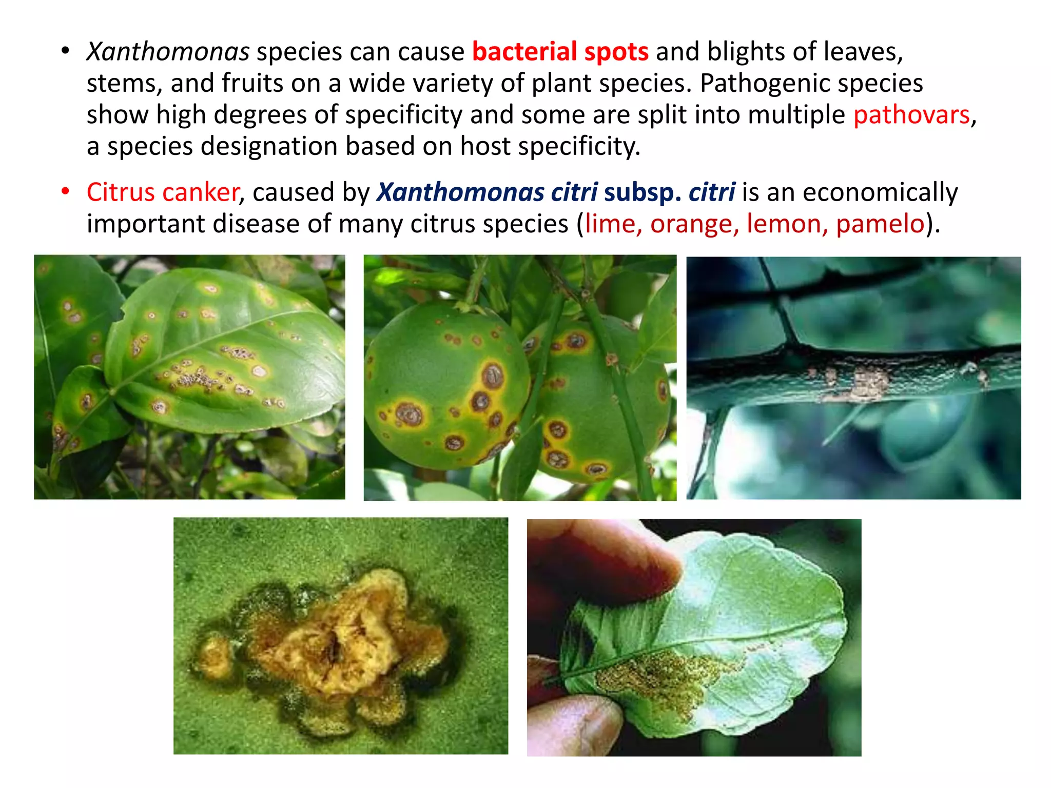 Diseases of vegetable and spice crops.pptx