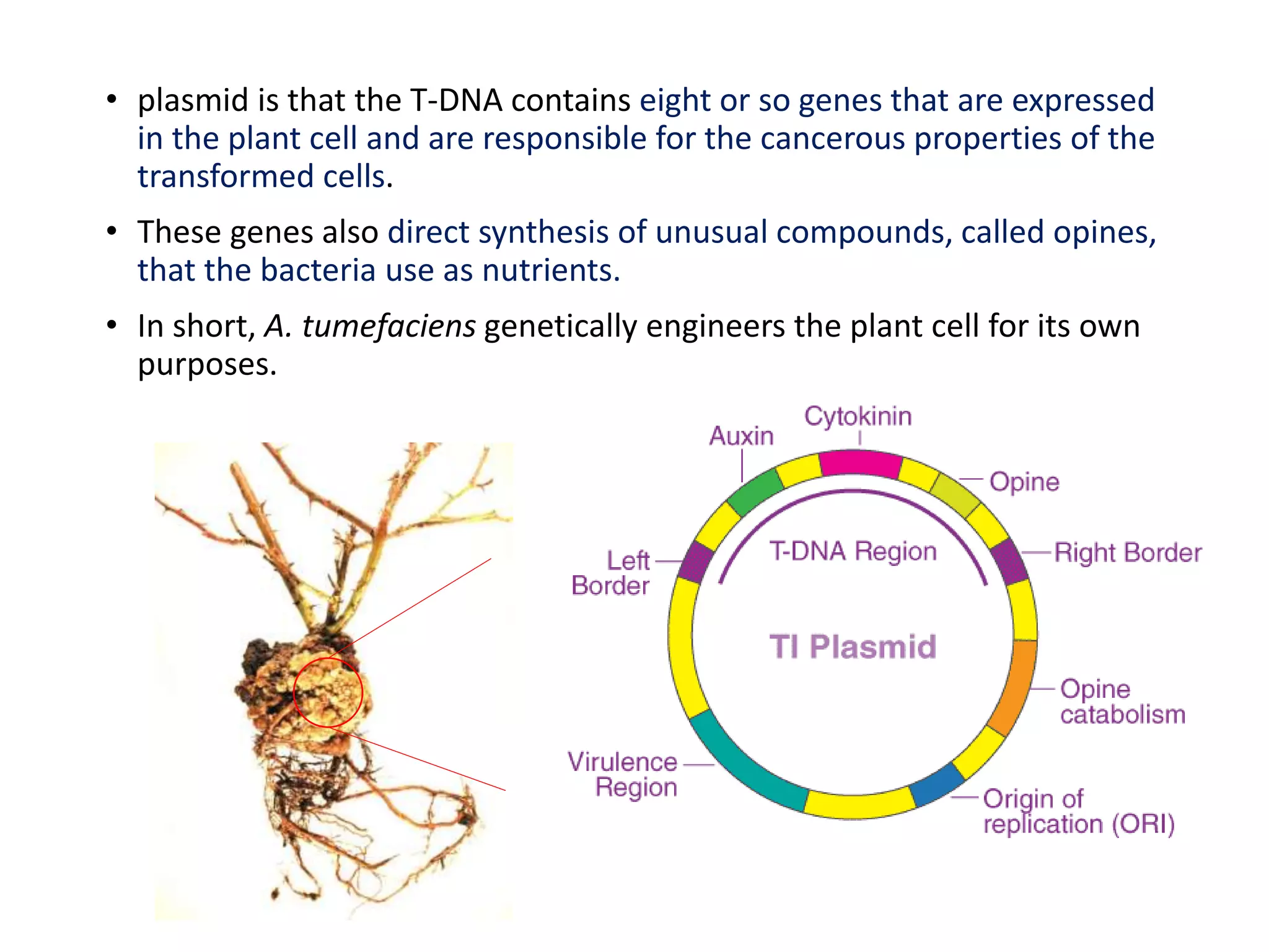 Diseases of vegetable and spice crops.pptx