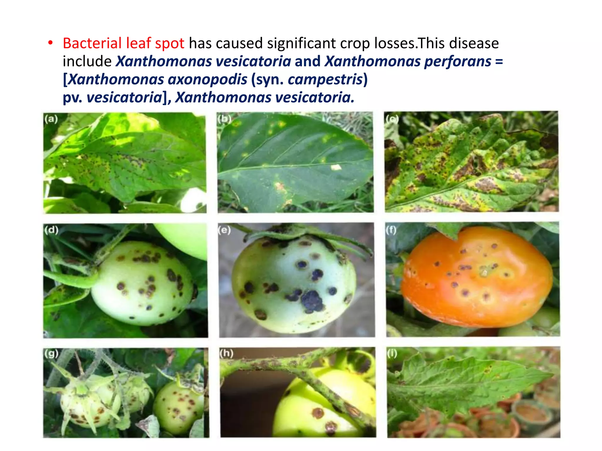 Diseases of vegetable and spice crops.pptx