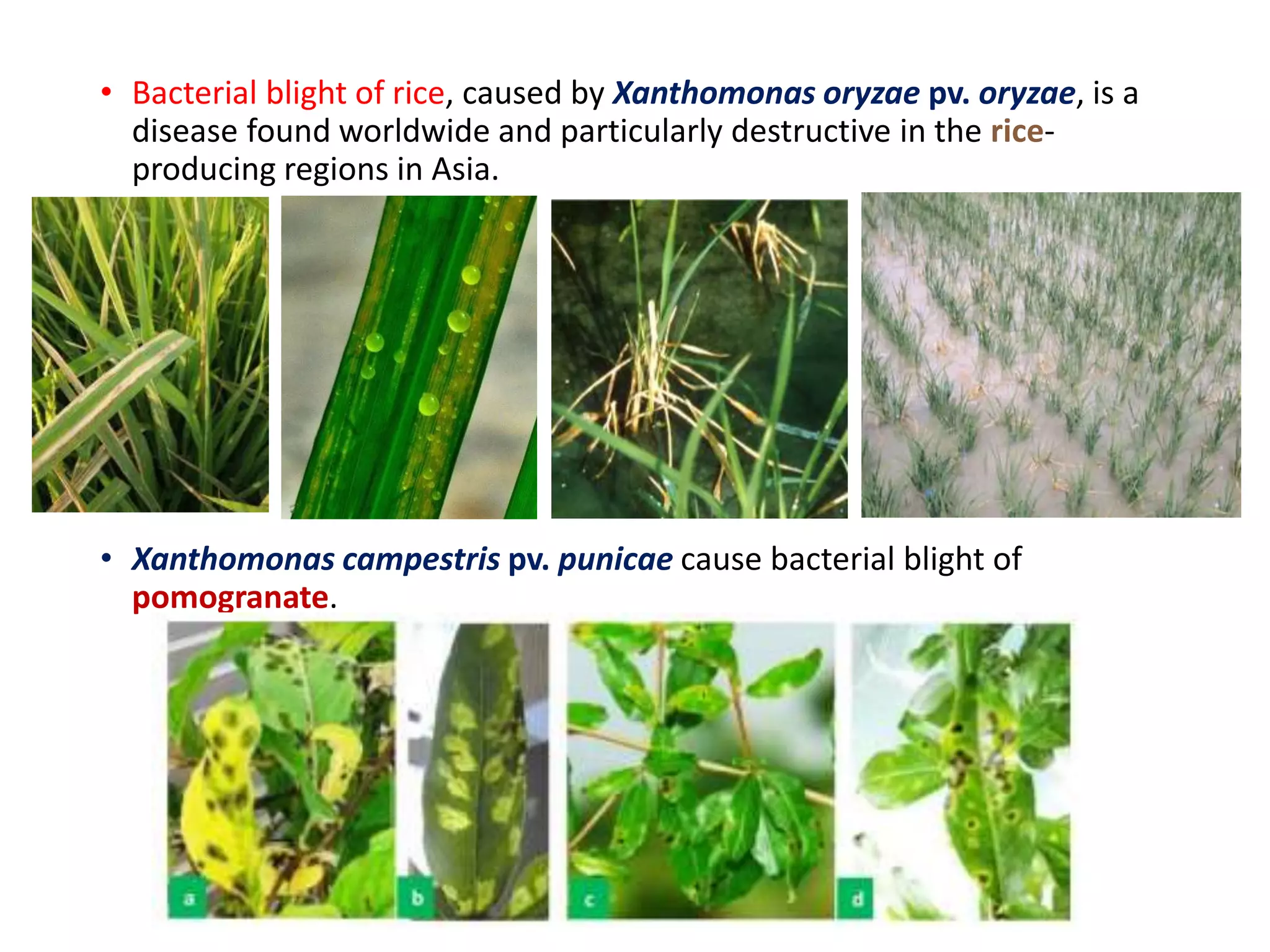 Diseases of vegetable and spice crops.pptx