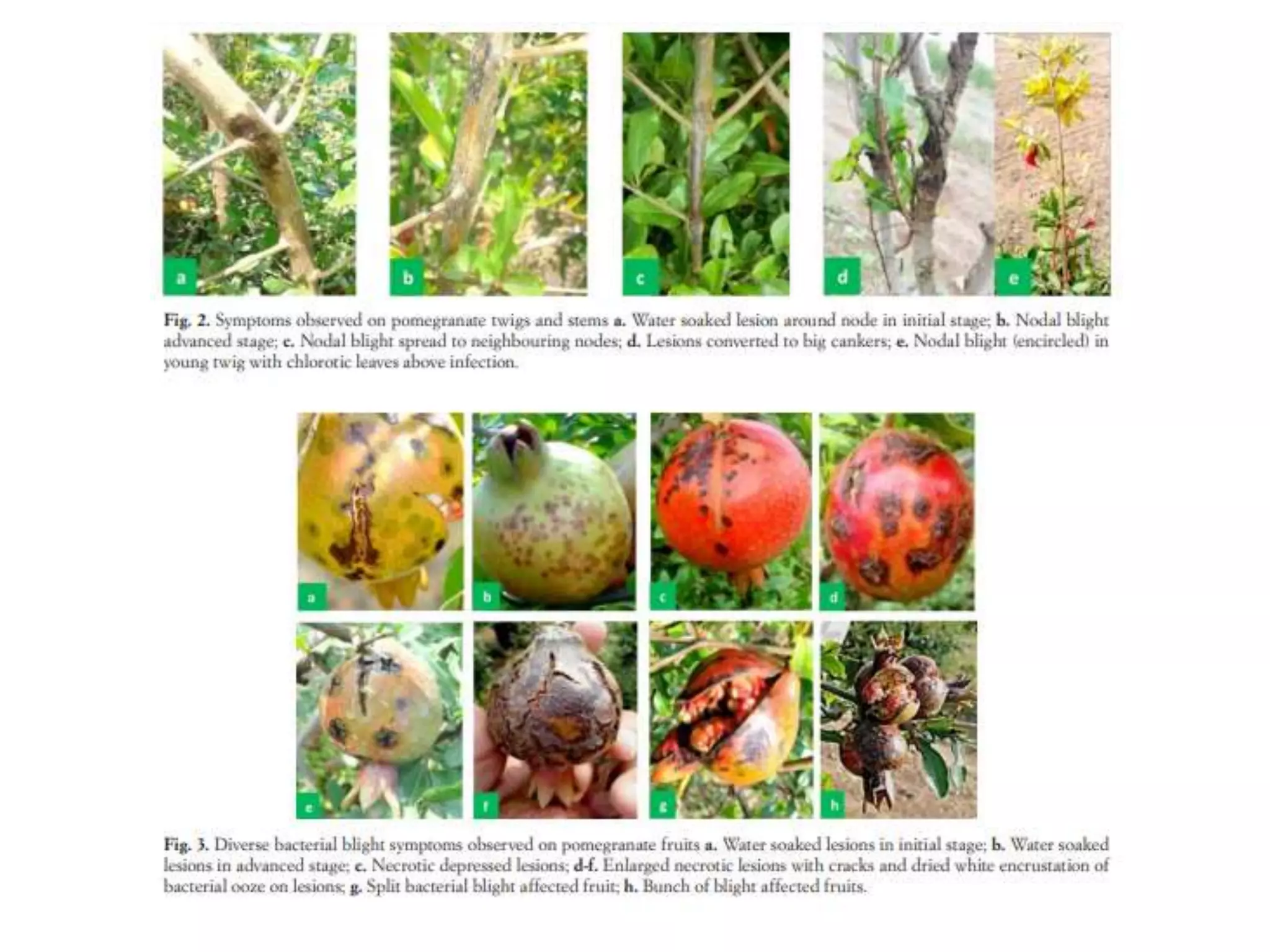Diseases of vegetable and spice crops.pptx