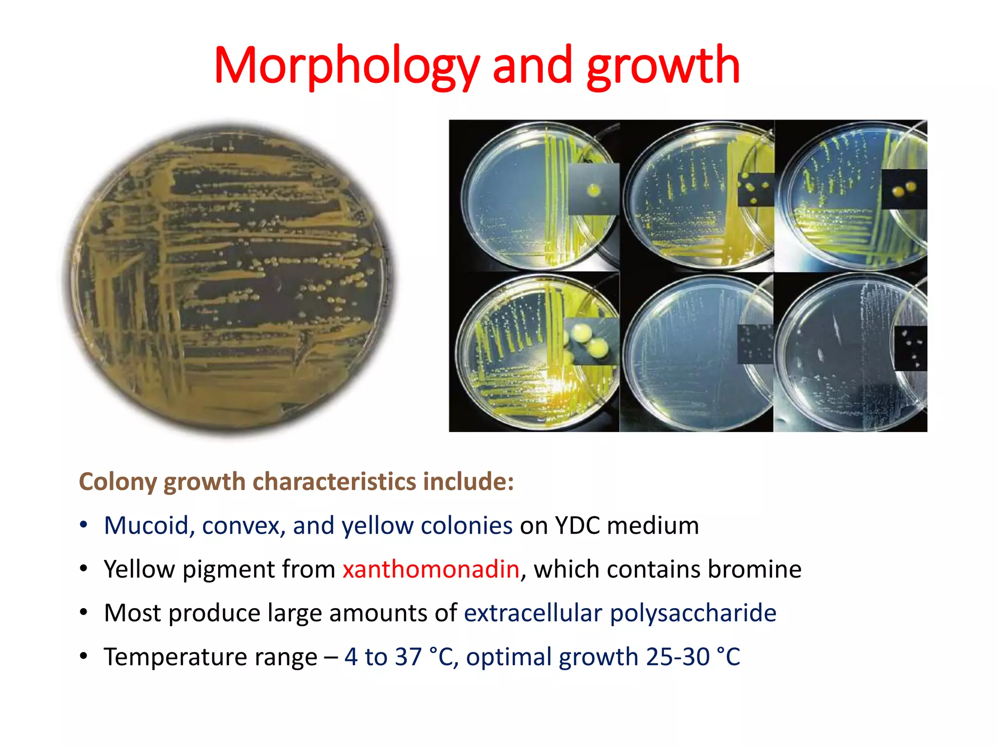 Diseases of vegetable and spice crops.pptx