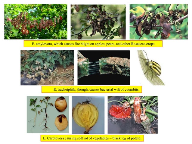 Diseases of vegetable and spice crops.pptx | Gardening | Home & Garden