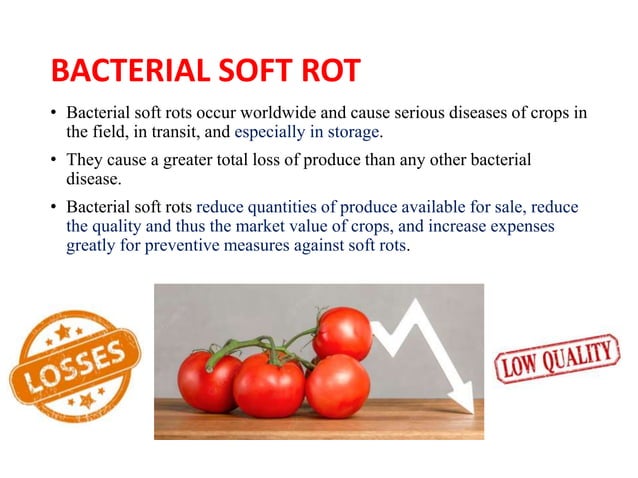 Diseases of vegetable and spice crops.pptx | Gardening | Home & Garden