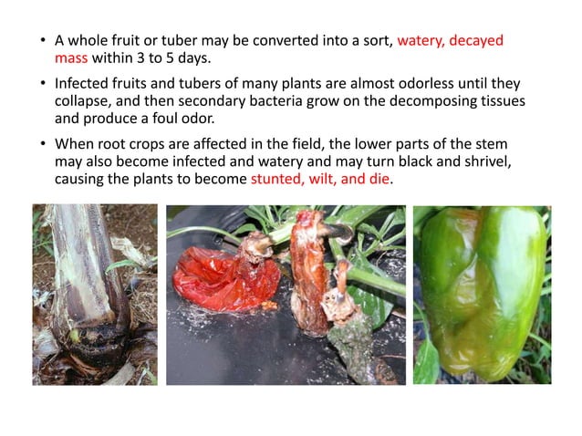 Diseases of vegetable and spice crops.pptx | Gardening | Home & Garden
