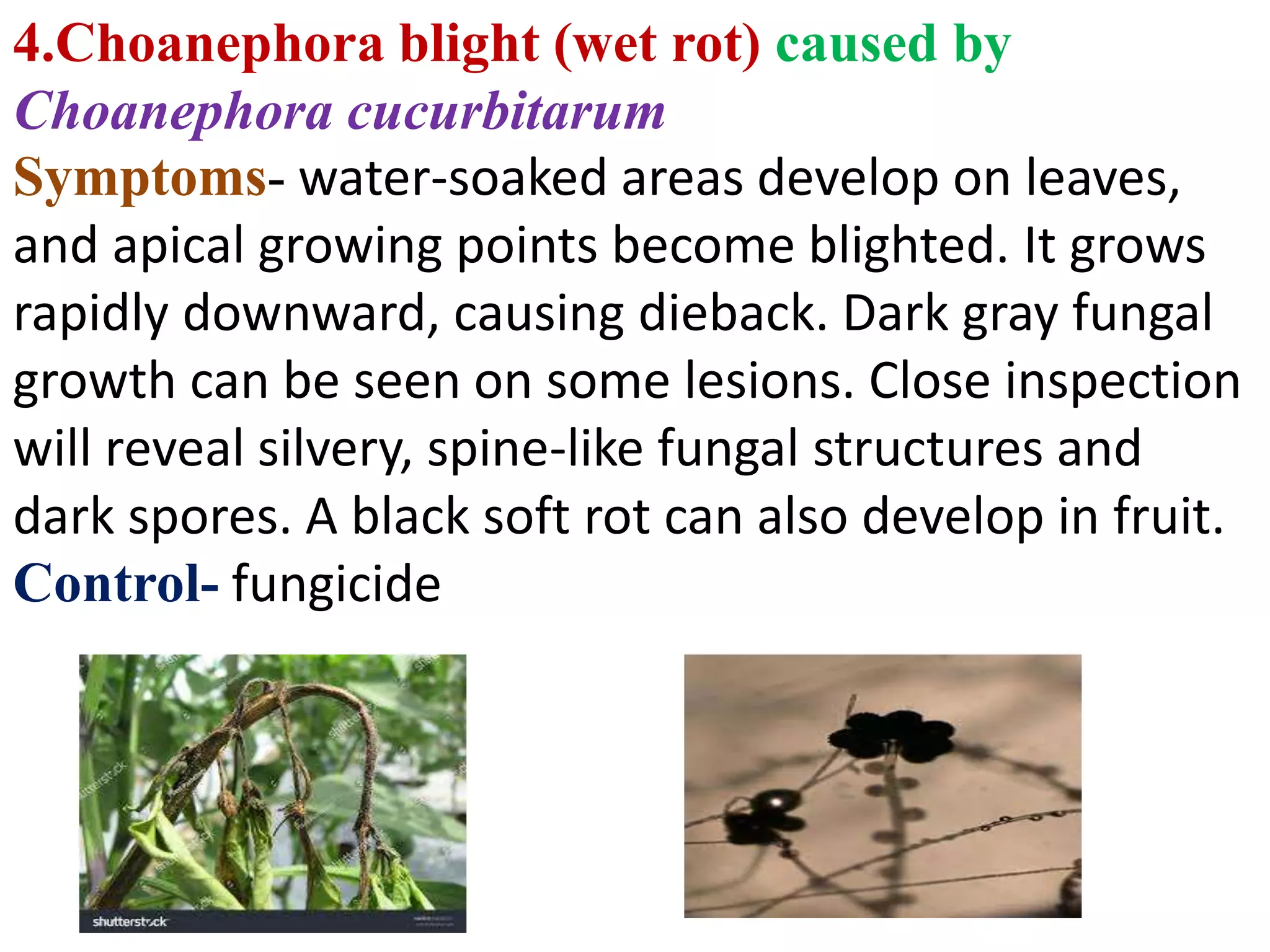 Fungal diseases of vegetables -chili | PPTX