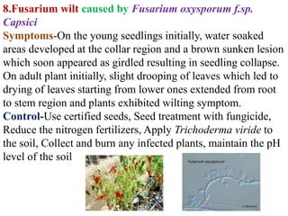 Fungal diseases of vegetables -chili | PPTX