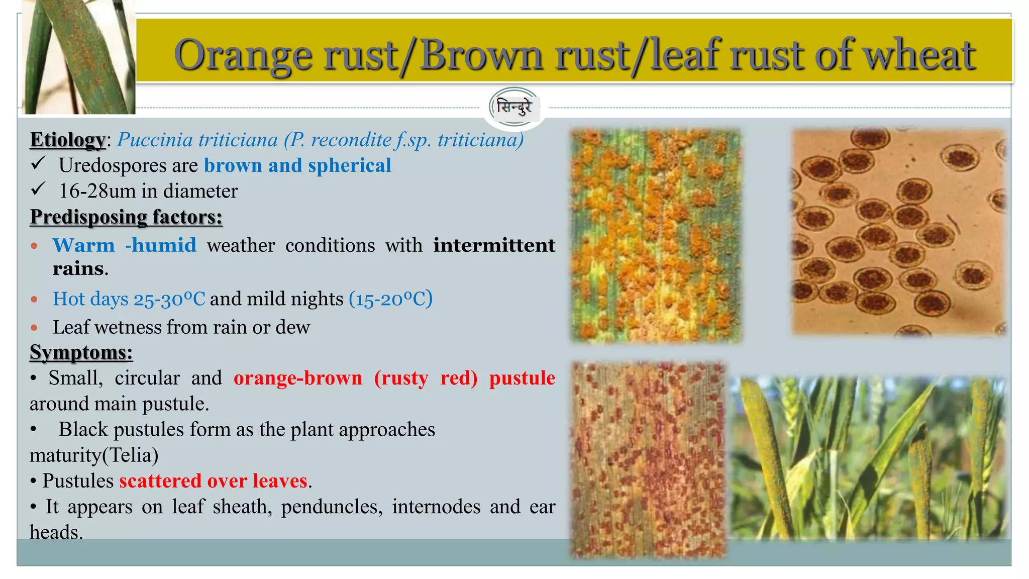 Diseases of wheat | PPTX