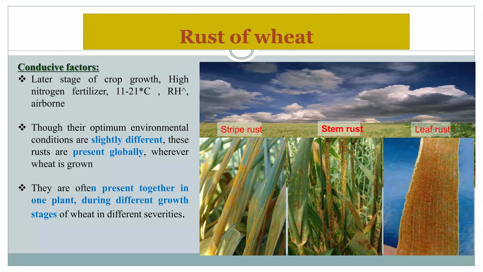 Diseases of wheat | PPTX