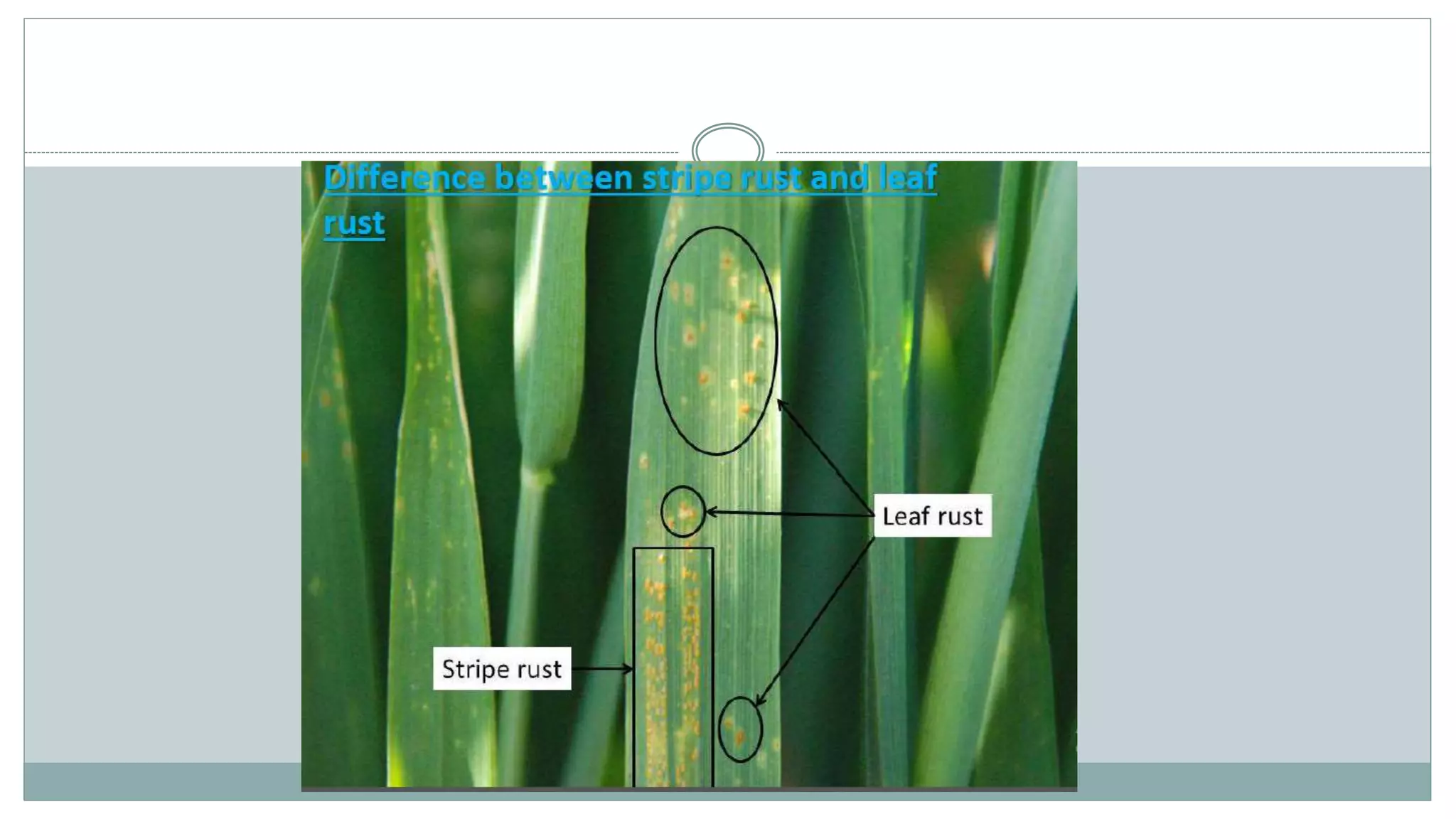 Diseases of wheat | PPTX