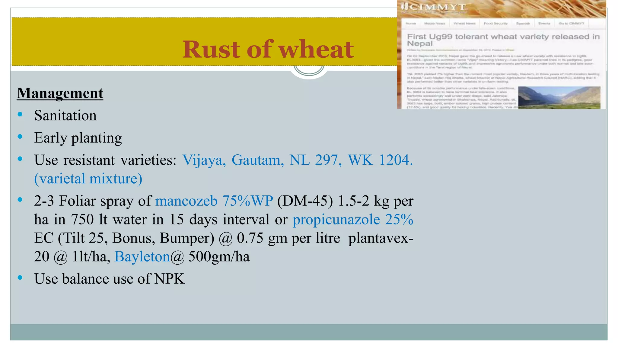 Diseases of wheat | PPTX | Skin and Dermatology | Diseases and Conditions