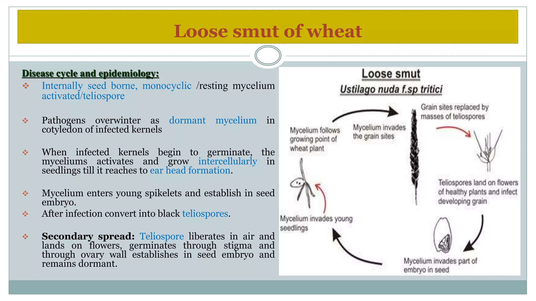Diseases of wheat | PPTX