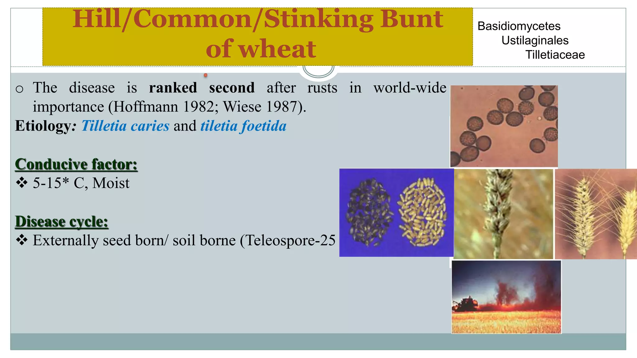 Diseases of wheat | PPTX