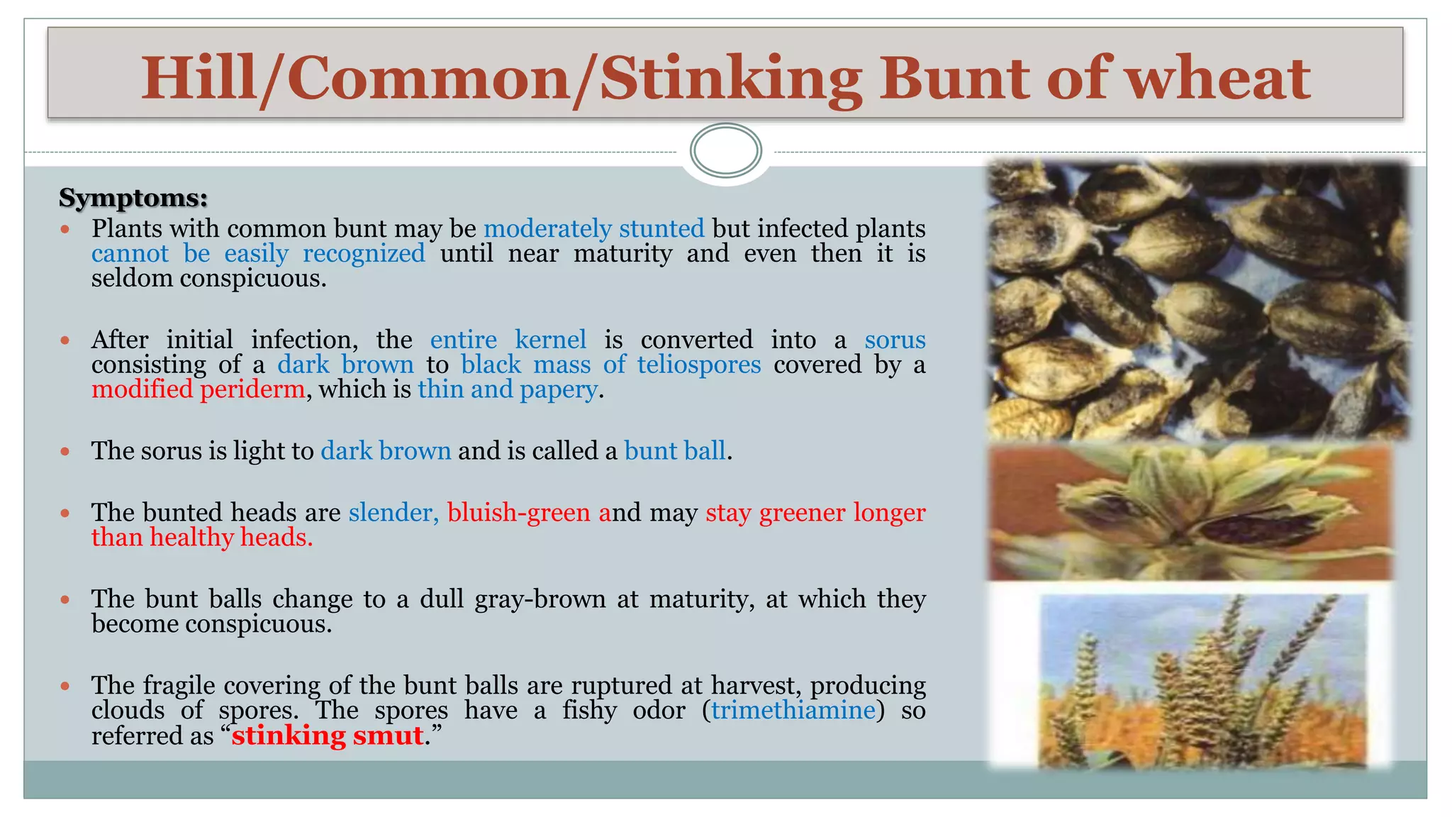 Diseases of wheat | PPTX