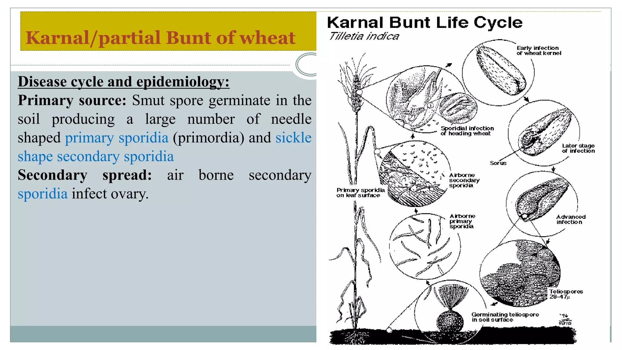 Diseases of wheat | PPTX