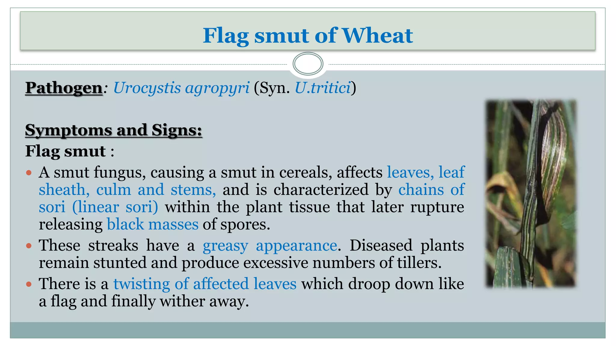 Diseases of wheat | PPTX | Skin and Dermatology | Diseases and Conditions