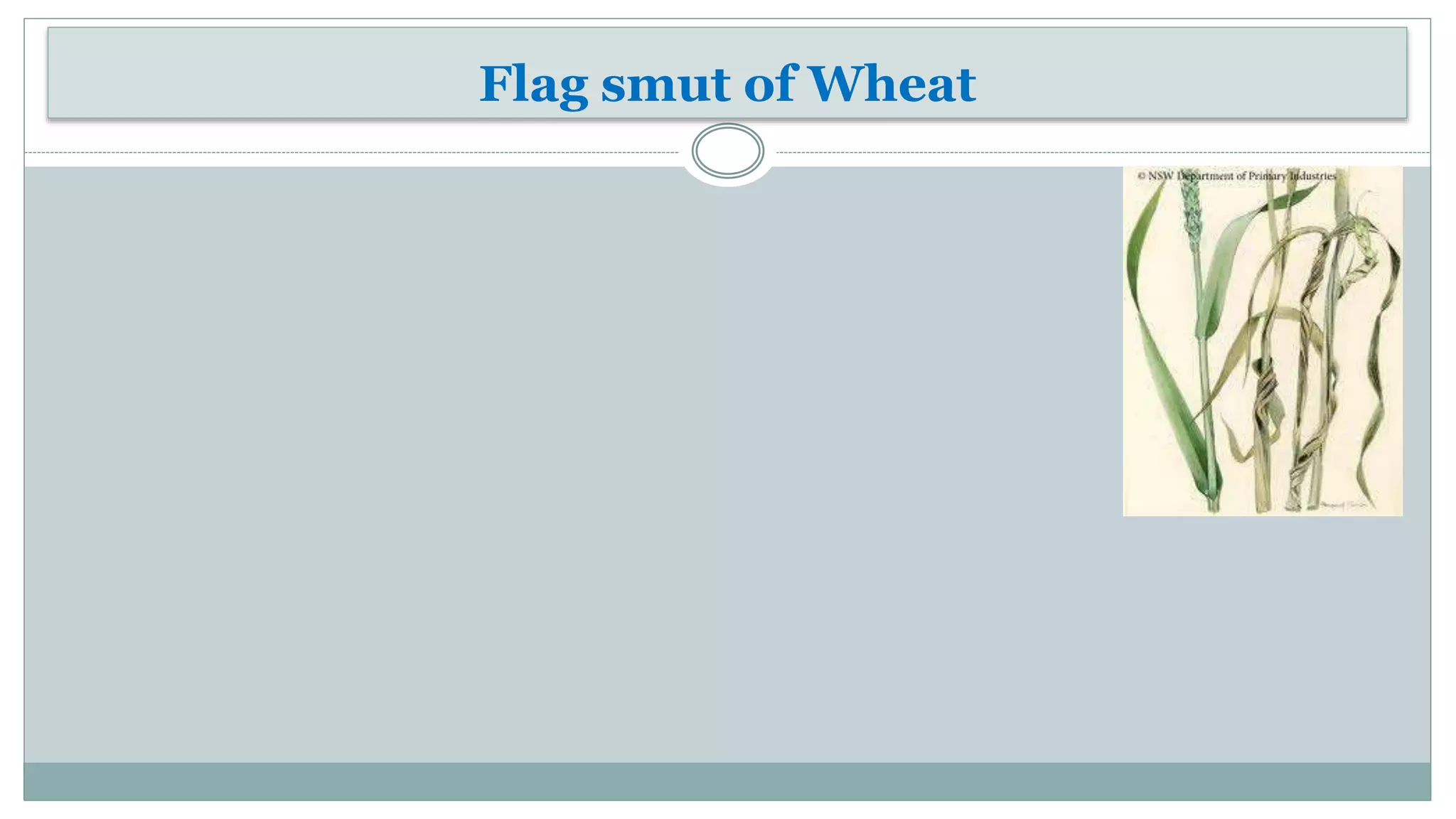 Diseases of wheat | PPTX