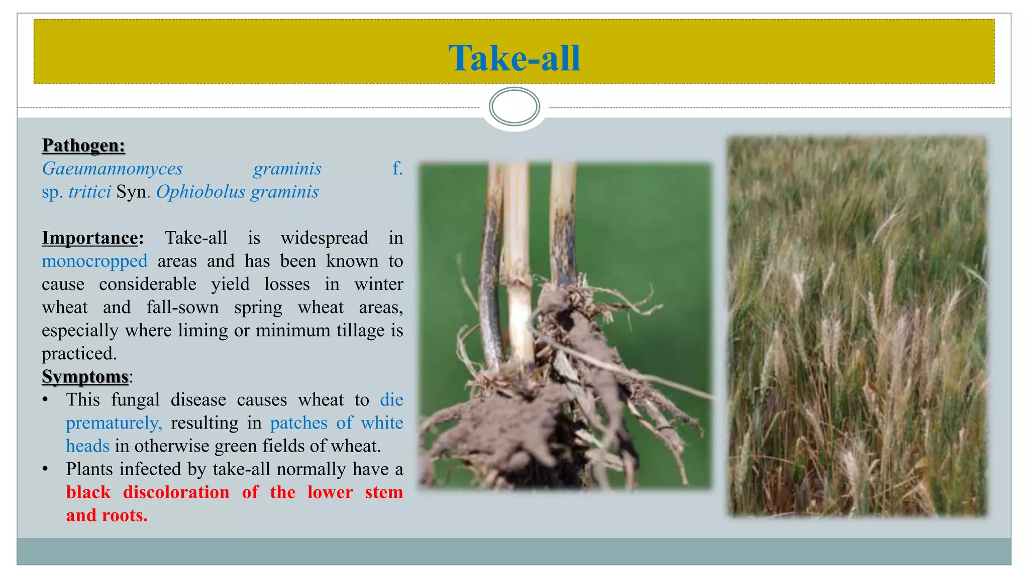 Diseases of wheat | PPTX