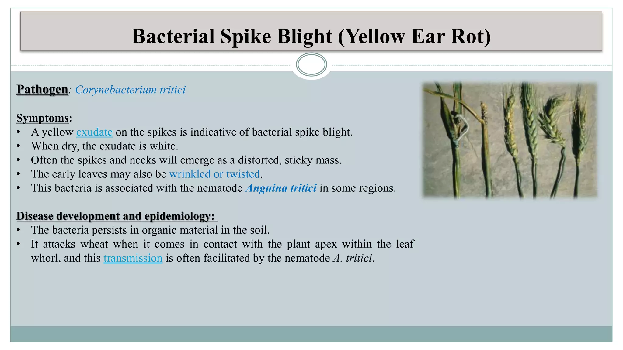 Diseases of wheat | PPTX