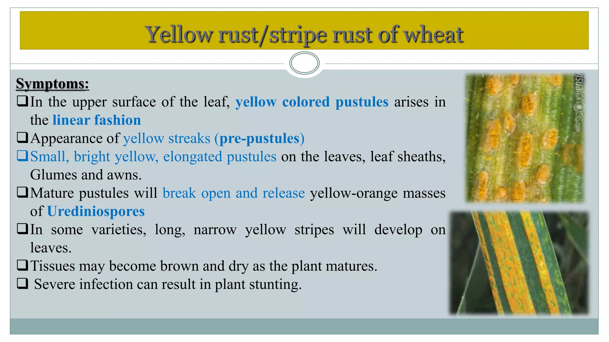 Diseases of wheat | PPTX