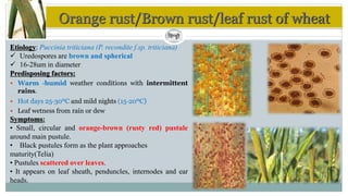 Diseases of wheat | PPTX