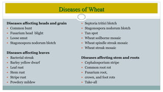 Diseases of wheat | PPTX