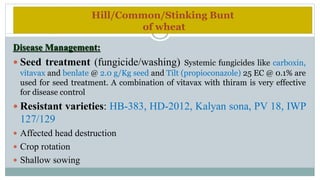 Diseases of wheat | PPTX
