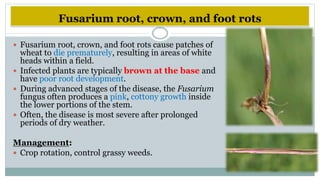 Diseases of wheat | PPTX