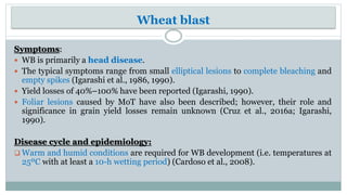 Diseases of wheat | PPTX