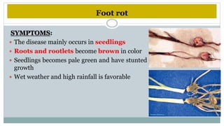 Diseases of wheat | PPTX