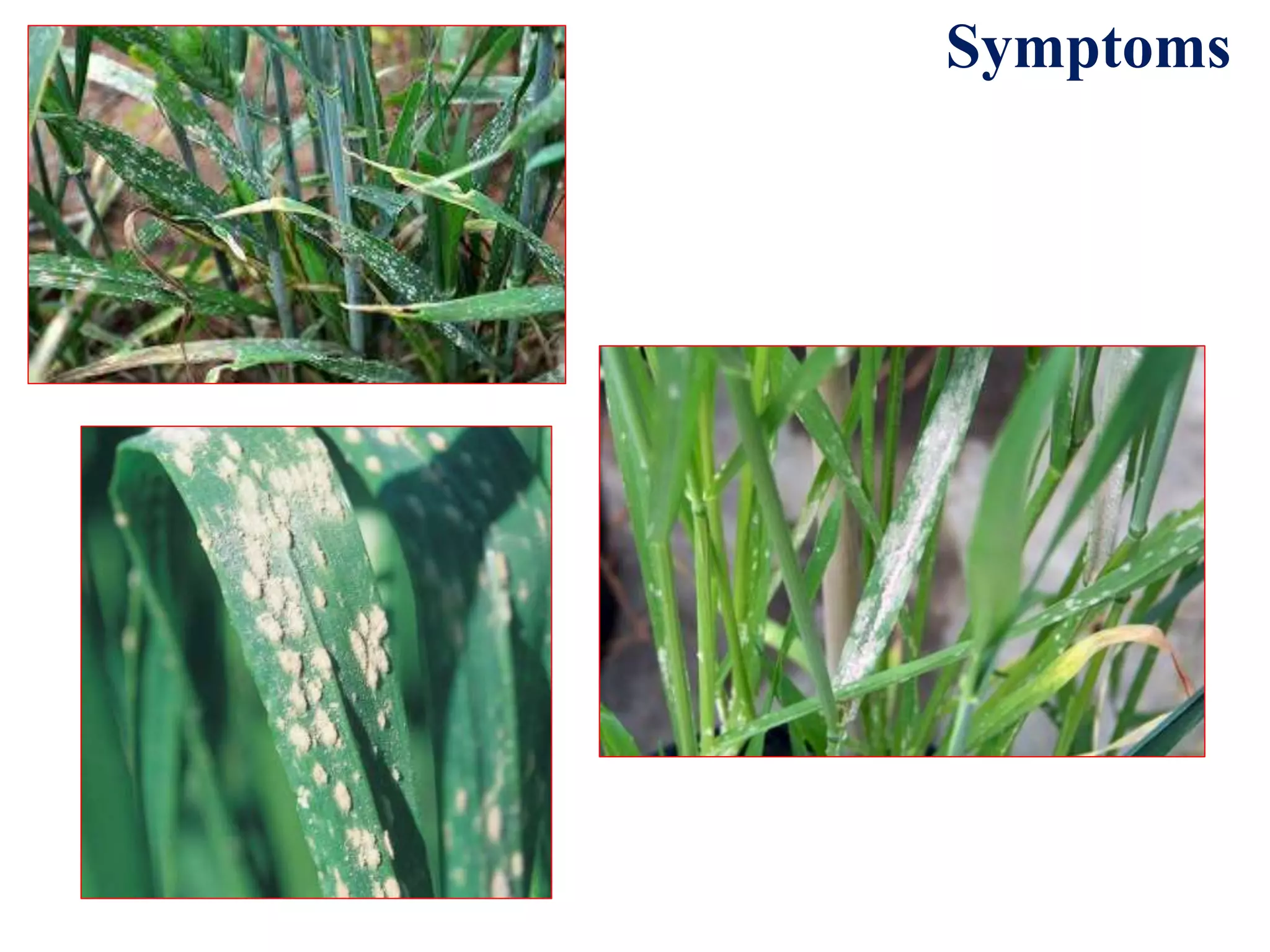Diseases of wheat and their management | PPTX