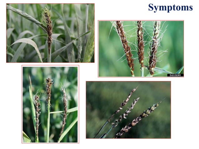 Diseases of wheat and their management | PPTX