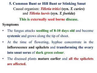 Diseases of wheat and their management | PPTX