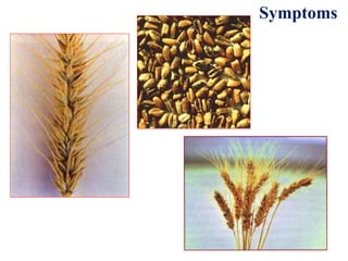 Diseases of wheat and their management | PPTX