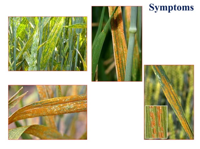 Diseases of wheat and their management | PPTX