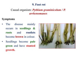 Diseases of wheat and their management | PPTX