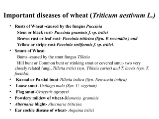 diseases of wheat crop, methods of management.pptx
