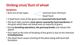 diseases of wheat fungal viral and bacterial | PDF