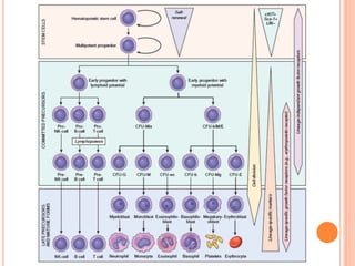 Diseases of White Blood Cells apthology slide | PDF