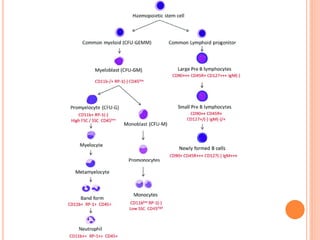 Diseases of White Blood Cells apthology slide | PDF