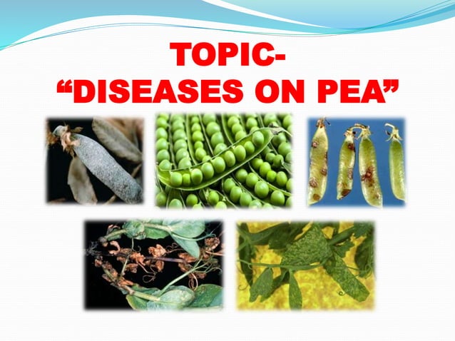 Diseases on pea | PPTX | Gardening | Home & Garden