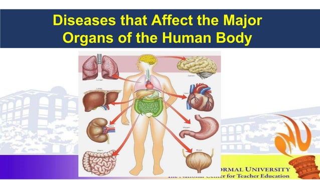 Diseases that Affect the Major Organs of the Human Body and Ways to ...